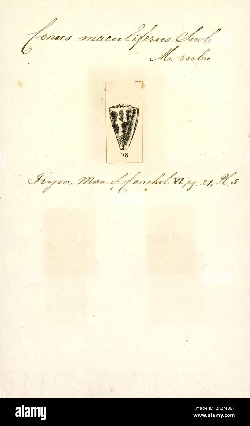 Shells of marine species hi-res stock photography and images - Alamy