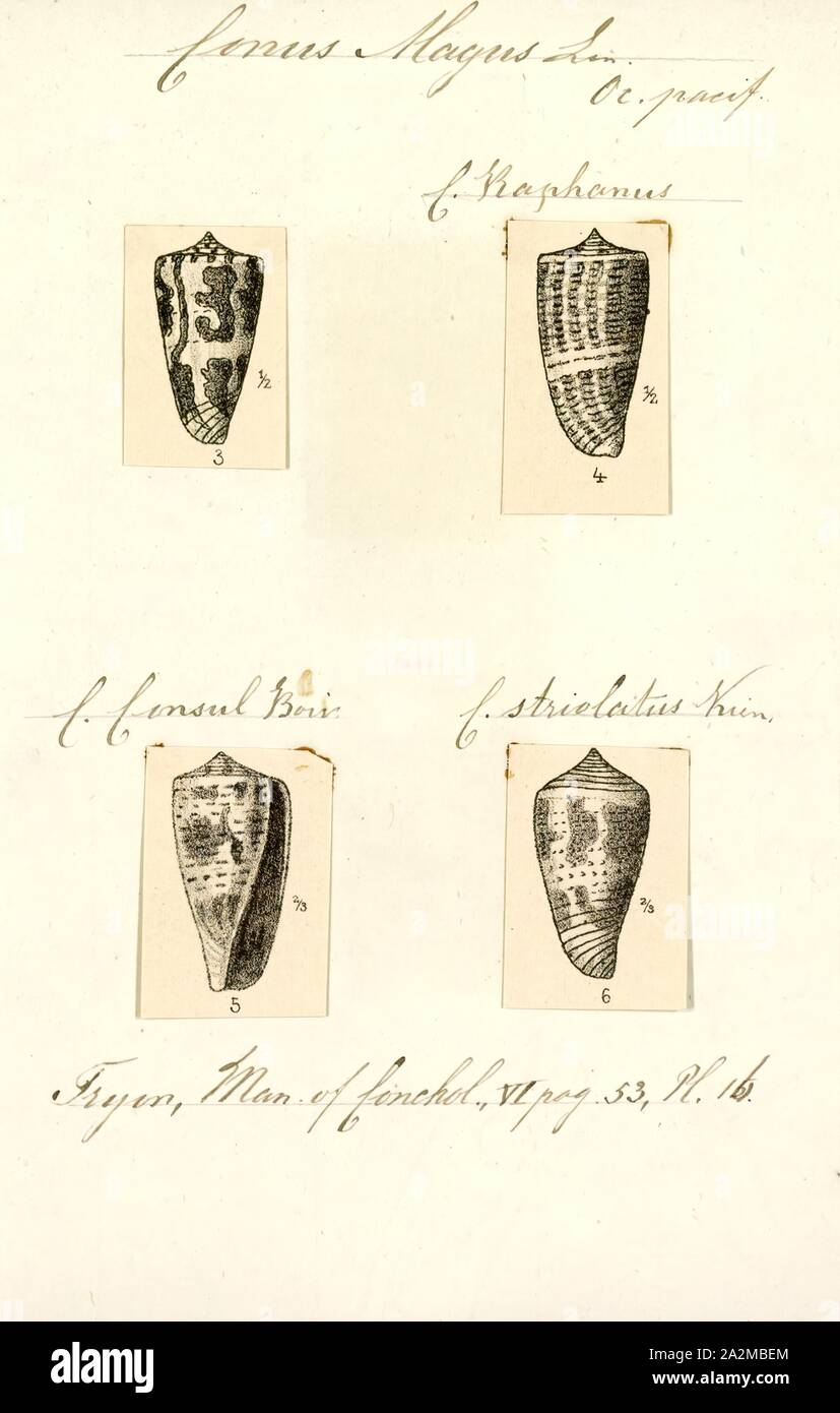 Conus magus, Print, Conus magus, common name the magical cone, is a ...