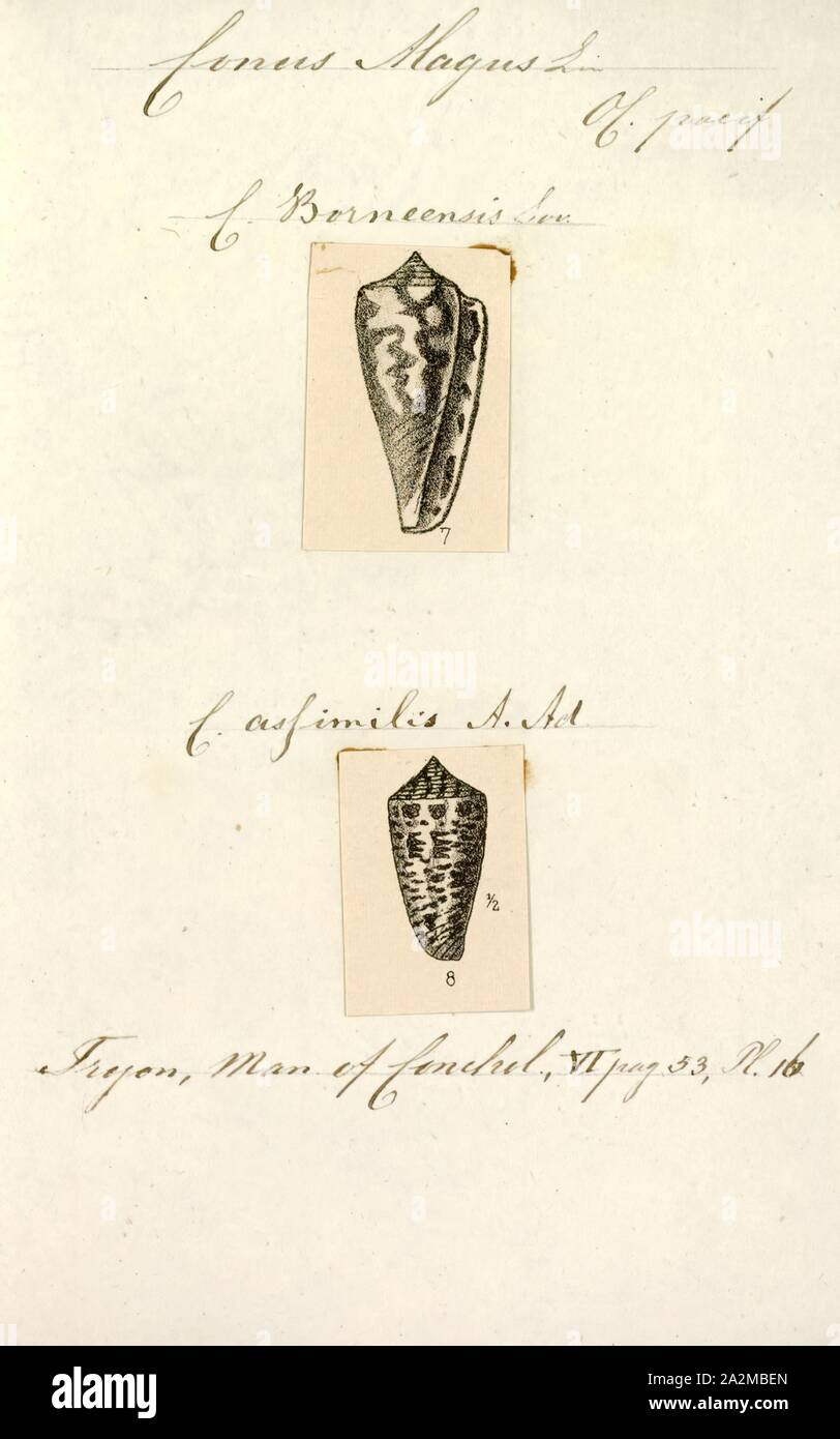 Conus magus, Print, Conus magus, common name the magical cone, is a ...