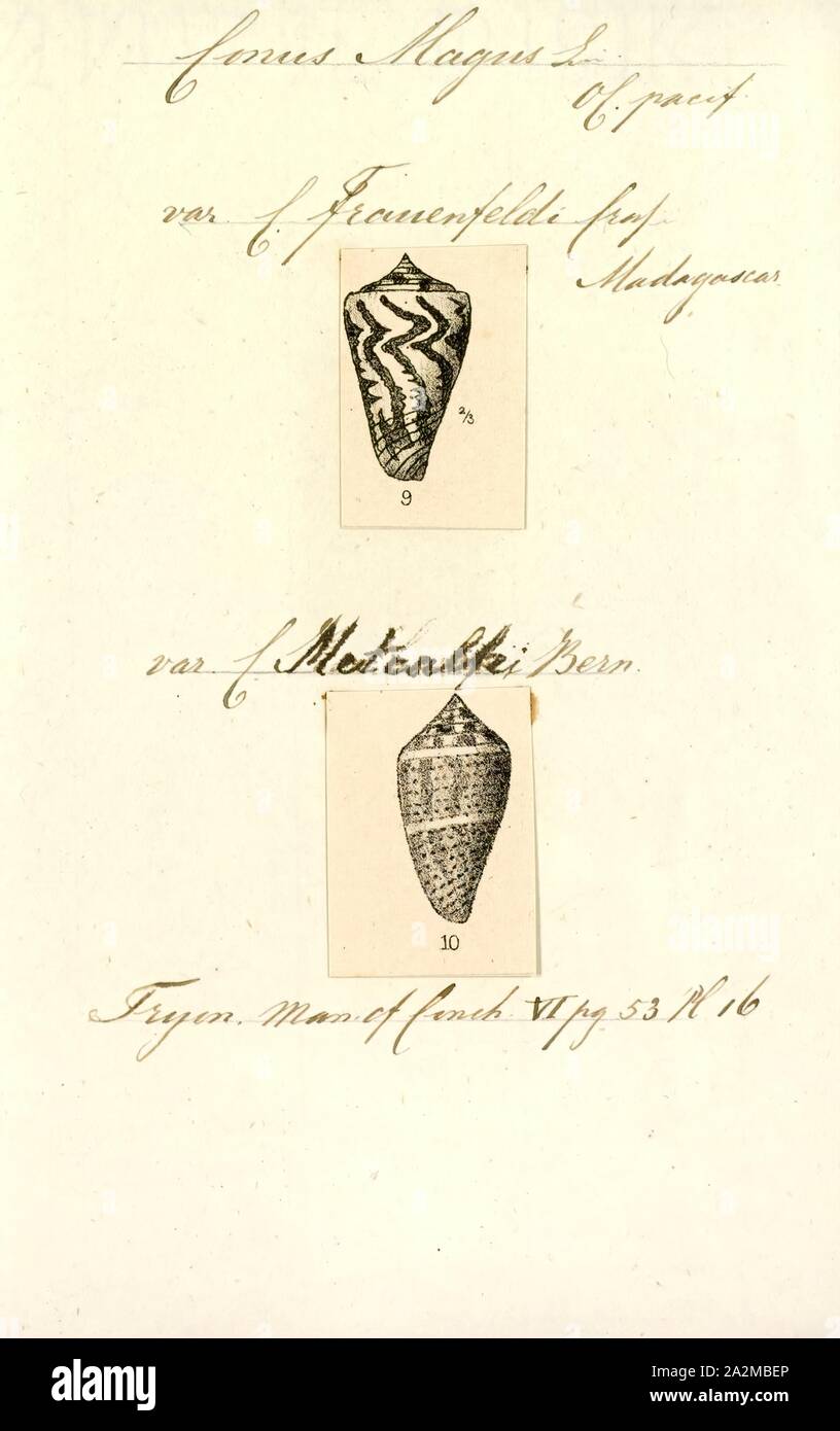 Conus magus, Print, Conus magus, common name the magical cone, is a ...