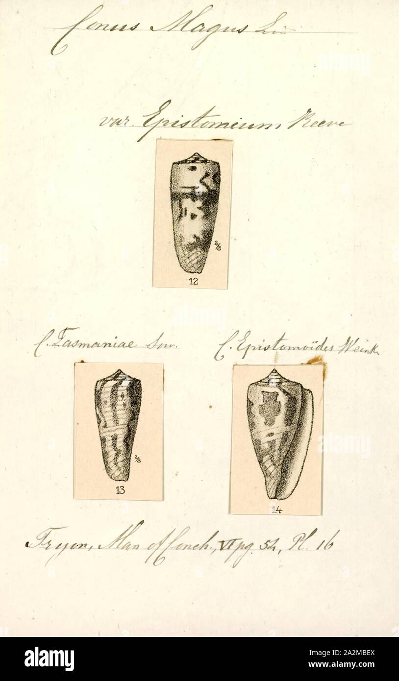 Conus magus, Print, Conus magus, common name the magical cone, is a ...