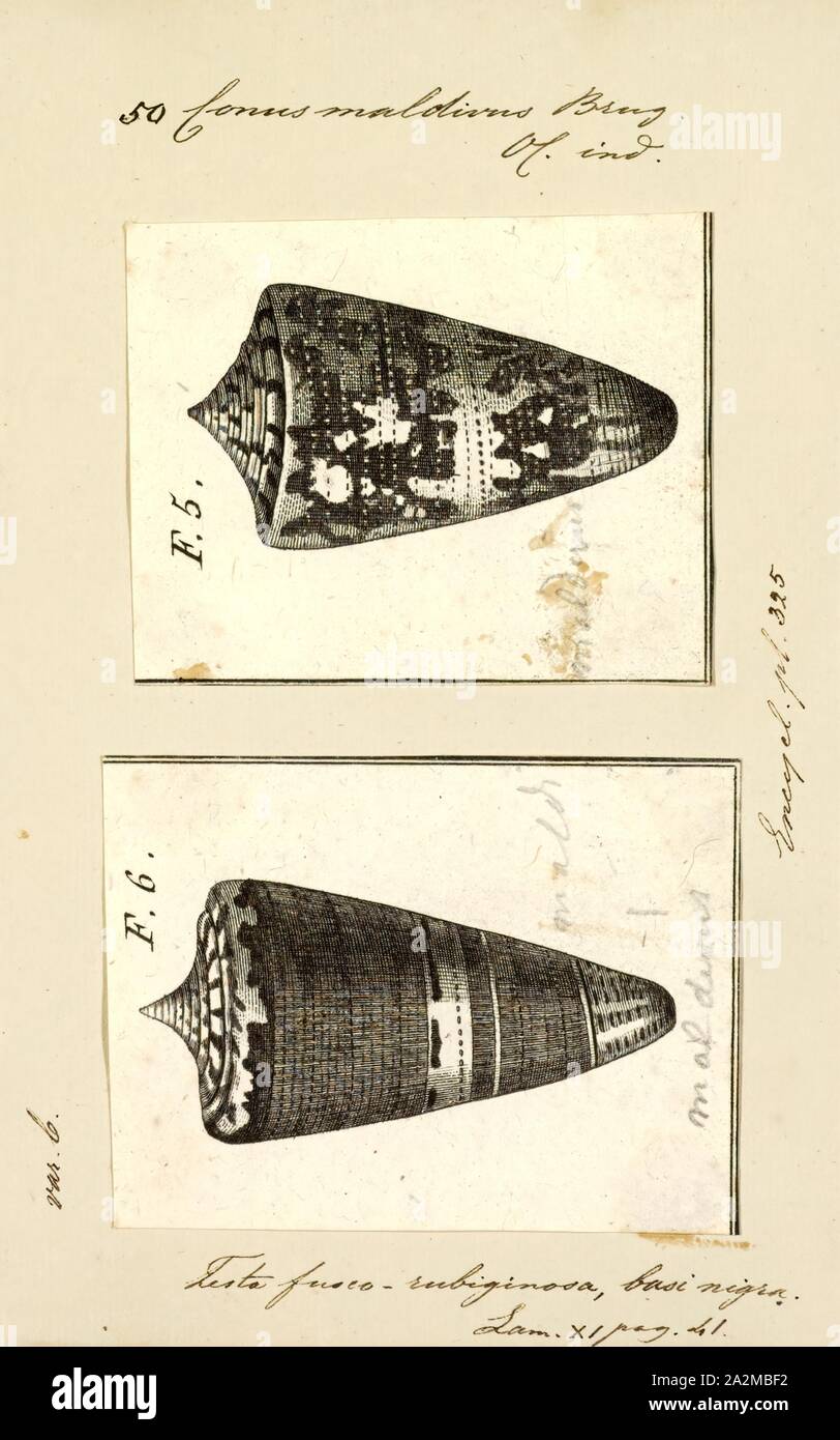 Conus maldivus hi-res stock photography and images - Alamy