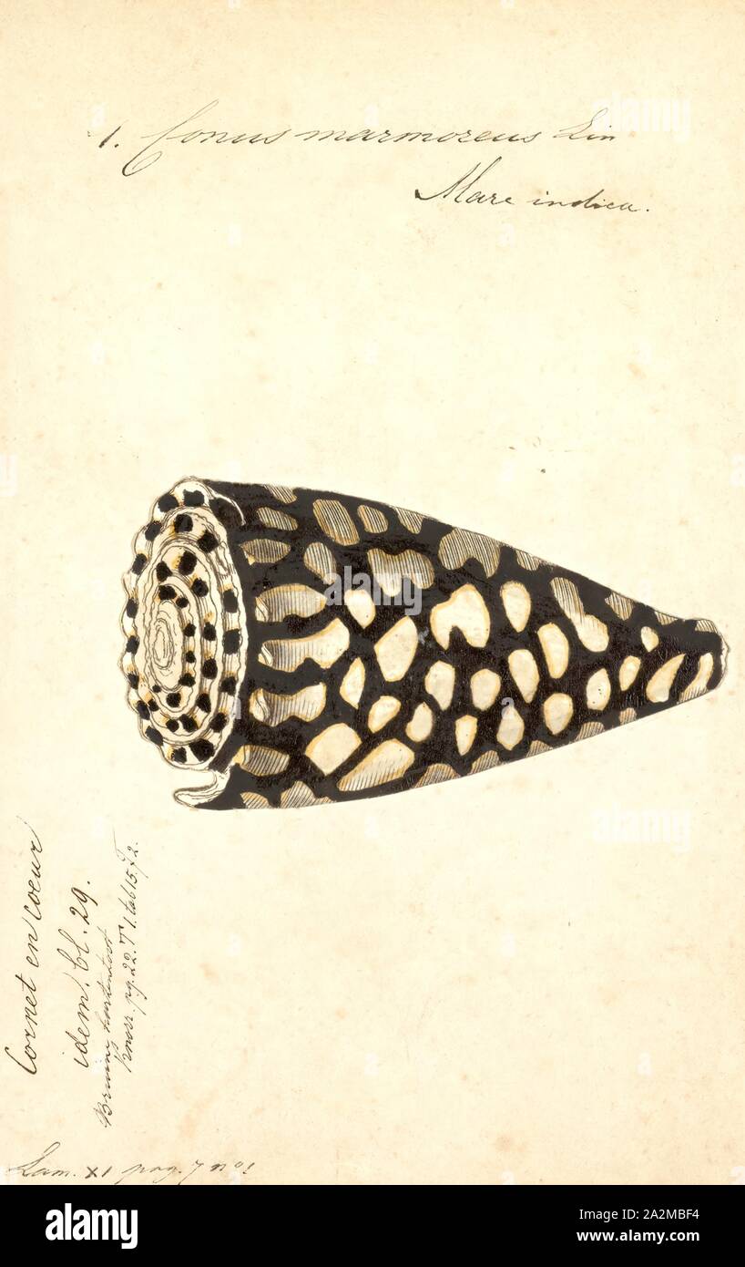 Conus marmoreus, Print, Conus marmoreus, common name the "marbled cone ...
