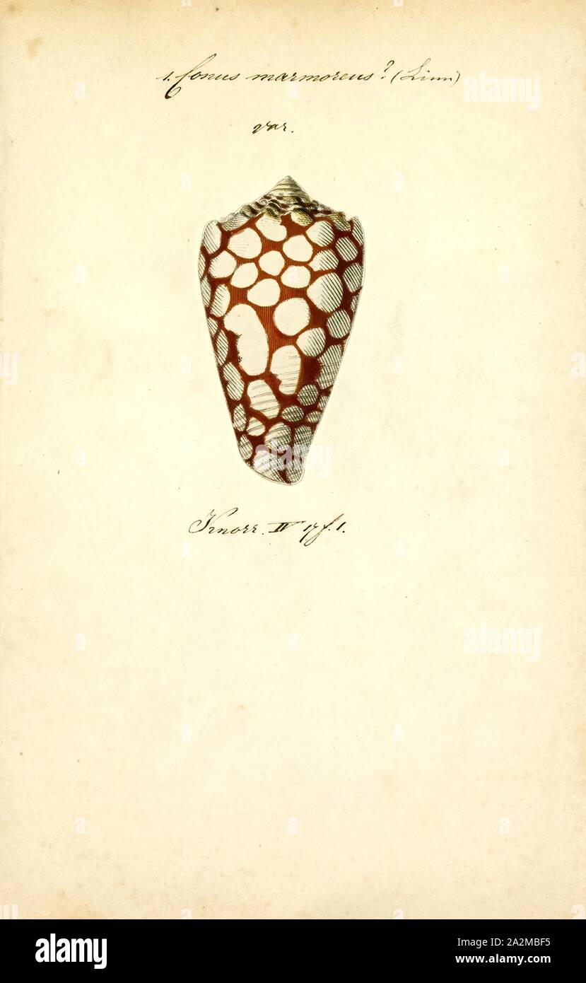 Marbled cone conus marmoreus hi-res stock photography and images - Alamy