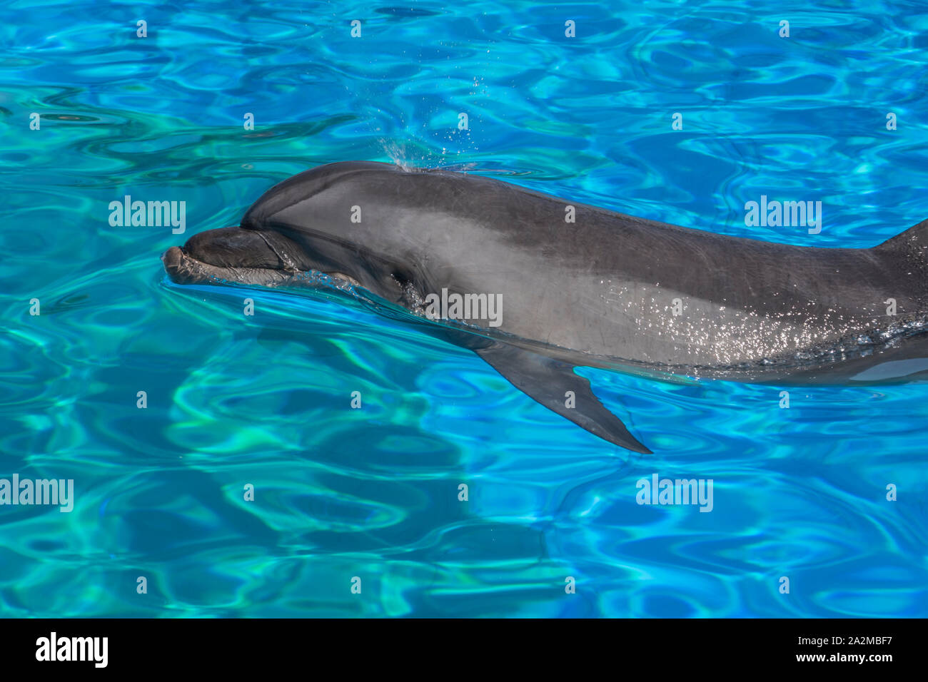 Fin dolphin out of water hi-res stock photography and images - Alamy