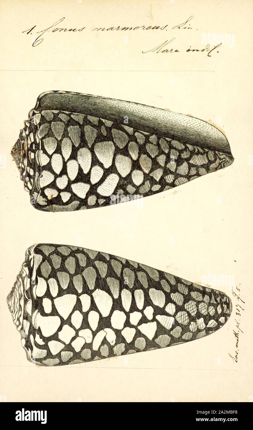 Conus marmoreus, Print, Conus marmoreus, common name the "marbled cone ...