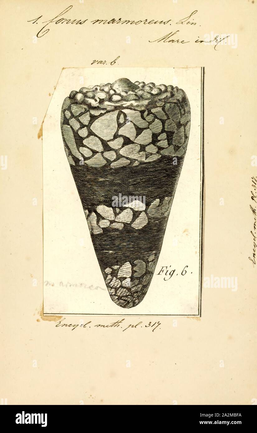 Conus marmoreus, Print, Conus marmoreus, common name the "marbled cone ...