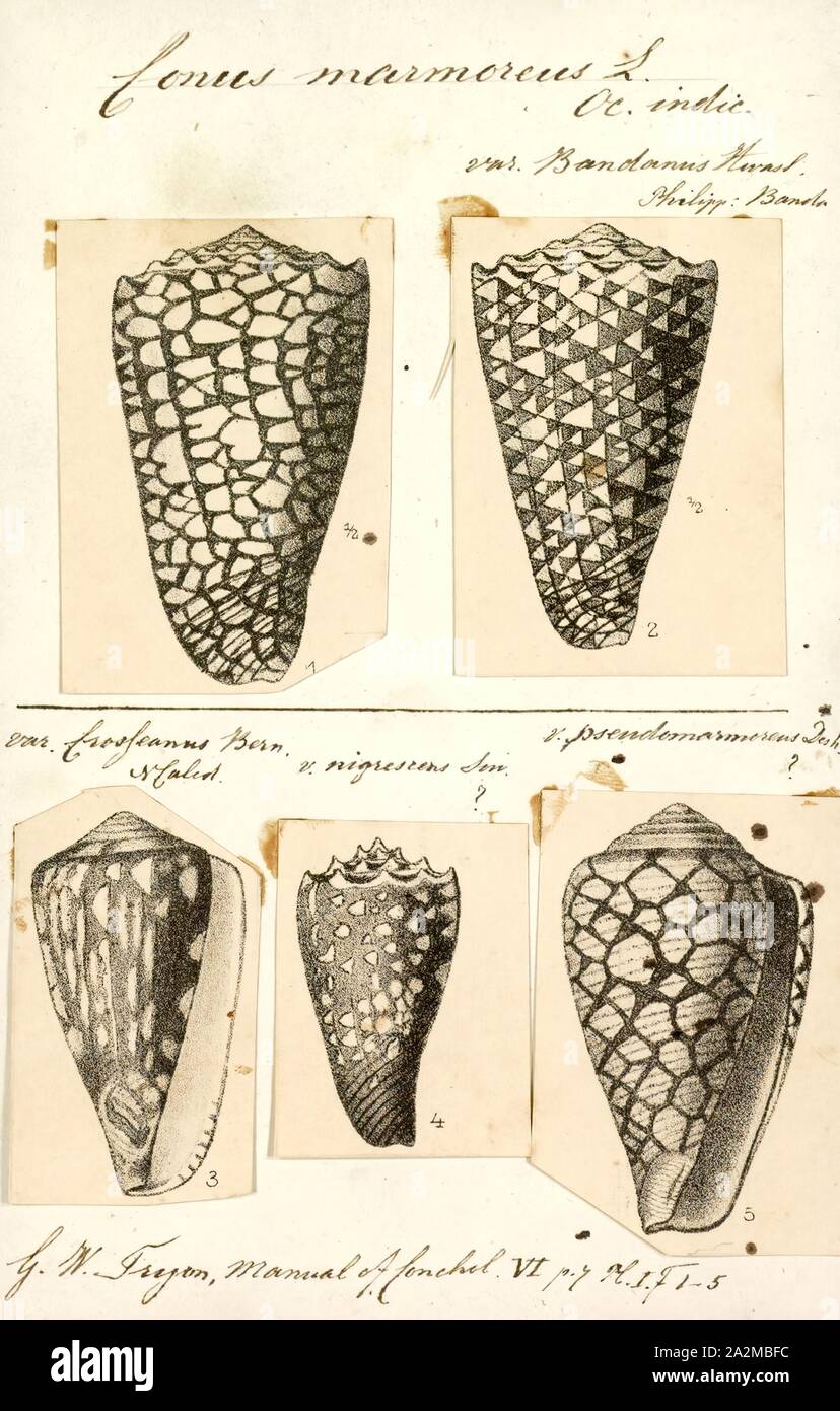 Conus marmoreus, Print, Conus marmoreus, common name the "marbled cone ...