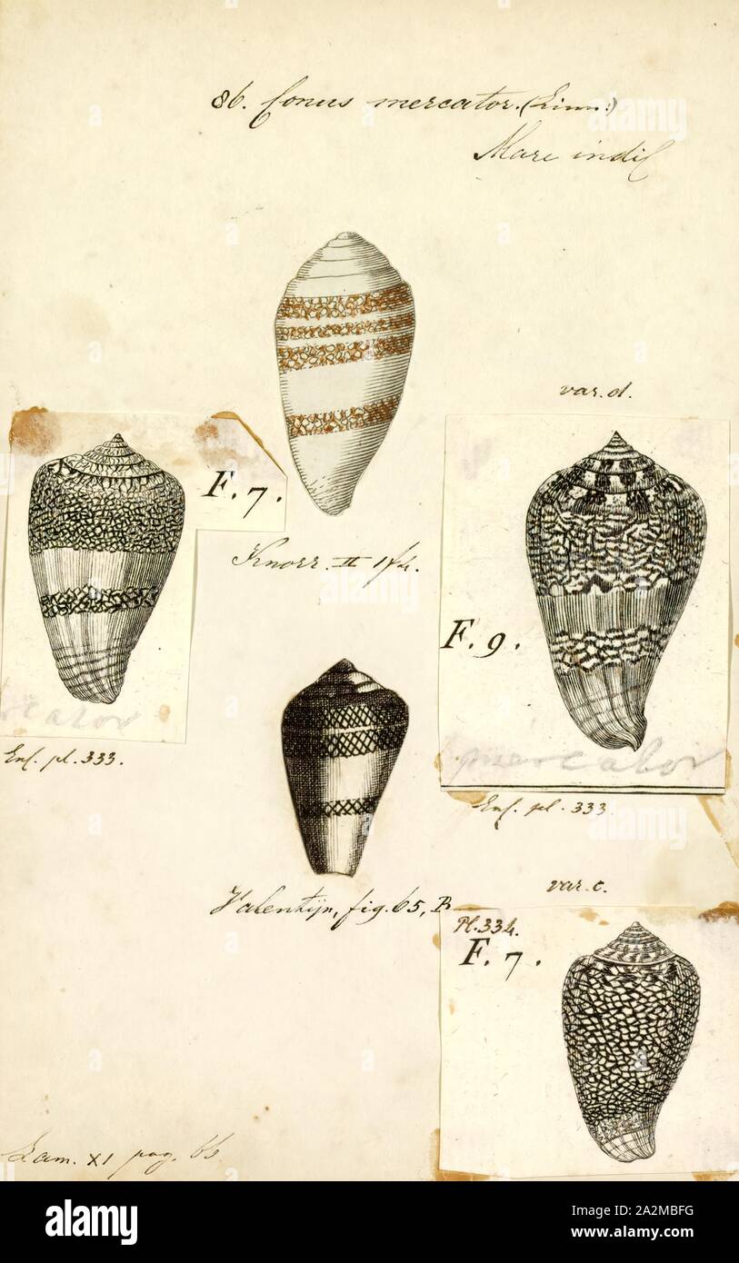 Conus mercator, Print, Conus mercator, common name the trader cone, is ...