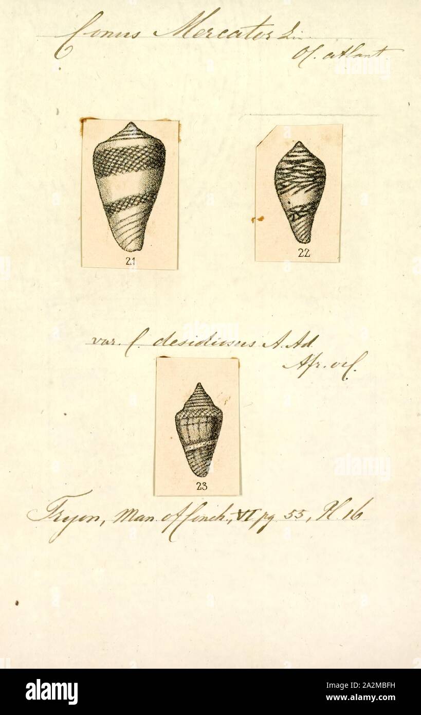 Conus mercator, Print, Conus mercator, common name the trader cone, is ...