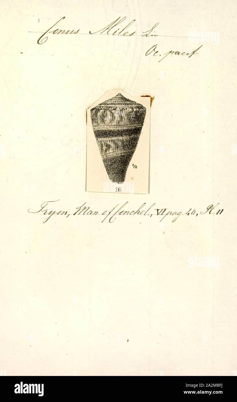 Conus miles, Print, Conus miles, common name the soldier cone, is a ...