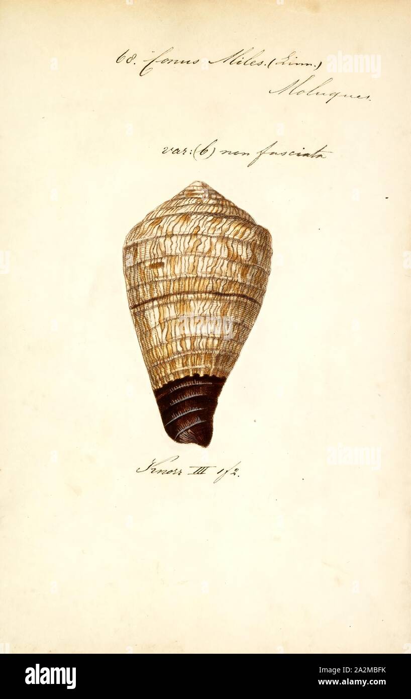 Conus miles, Print, Conus miles, common name the soldier cone, is a ...