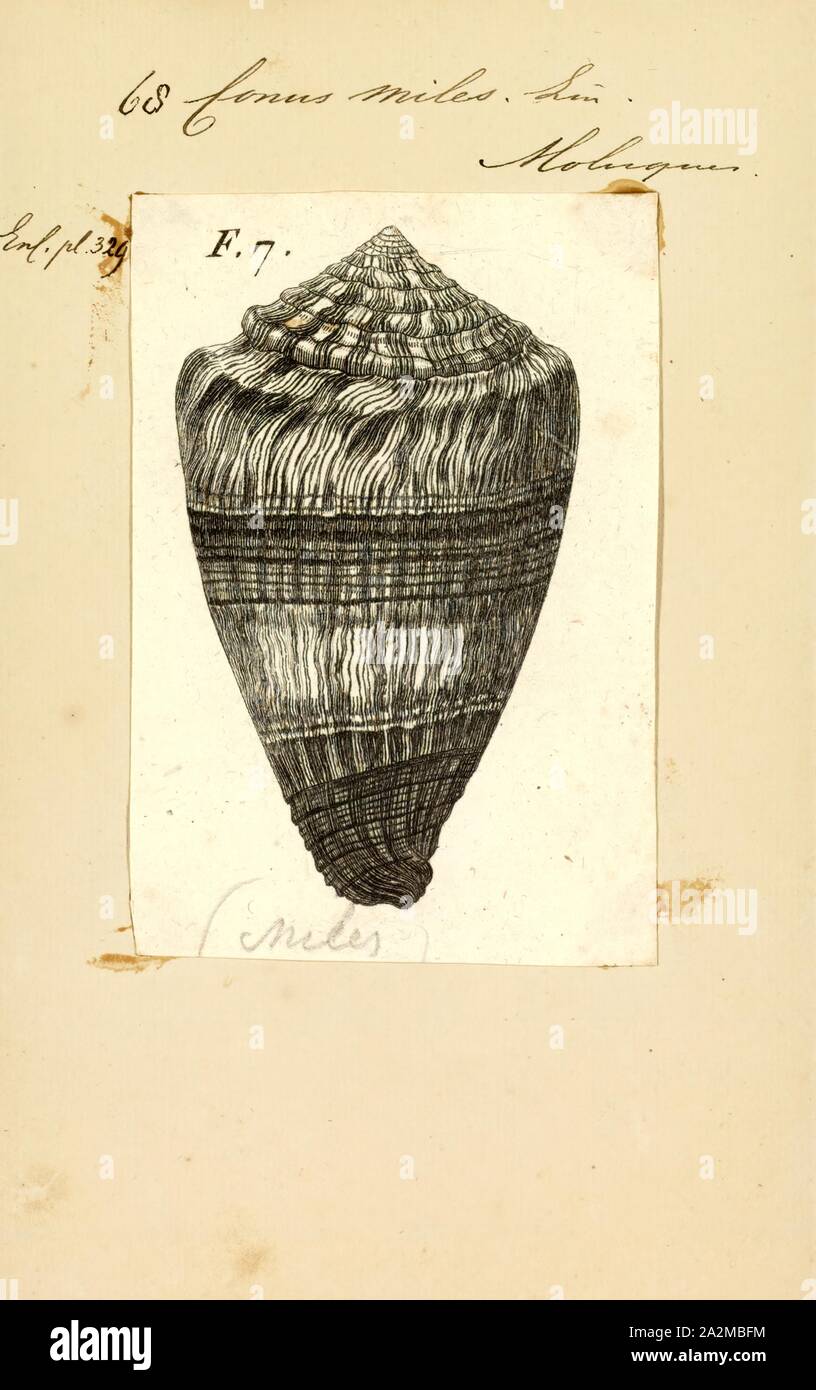 Conus miles, Print, Conus miles, common name the soldier cone, is a ...