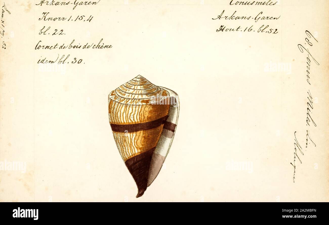 Conus miles, Print, Conus miles, common name the soldier cone, is a ...