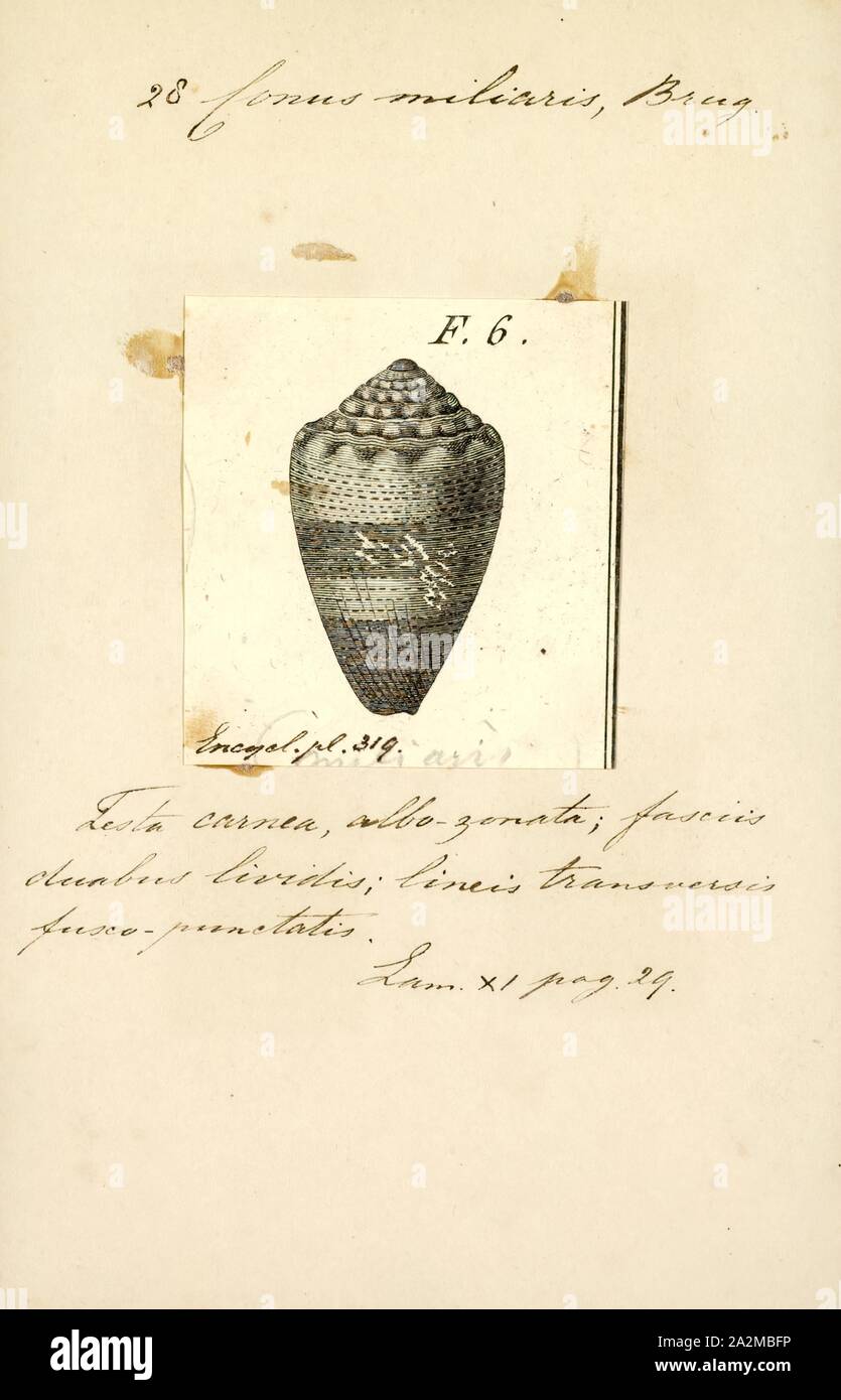 Conus miliaris, Print, Conus miliaris, common name the thousand-spot ...