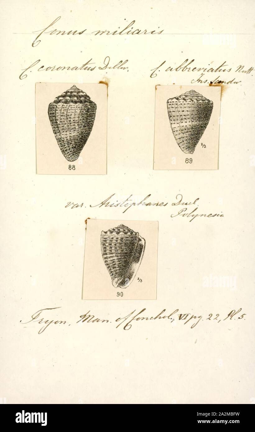 Conus miliaris, Print, Conus miliaris, common name the thousand-spot ...