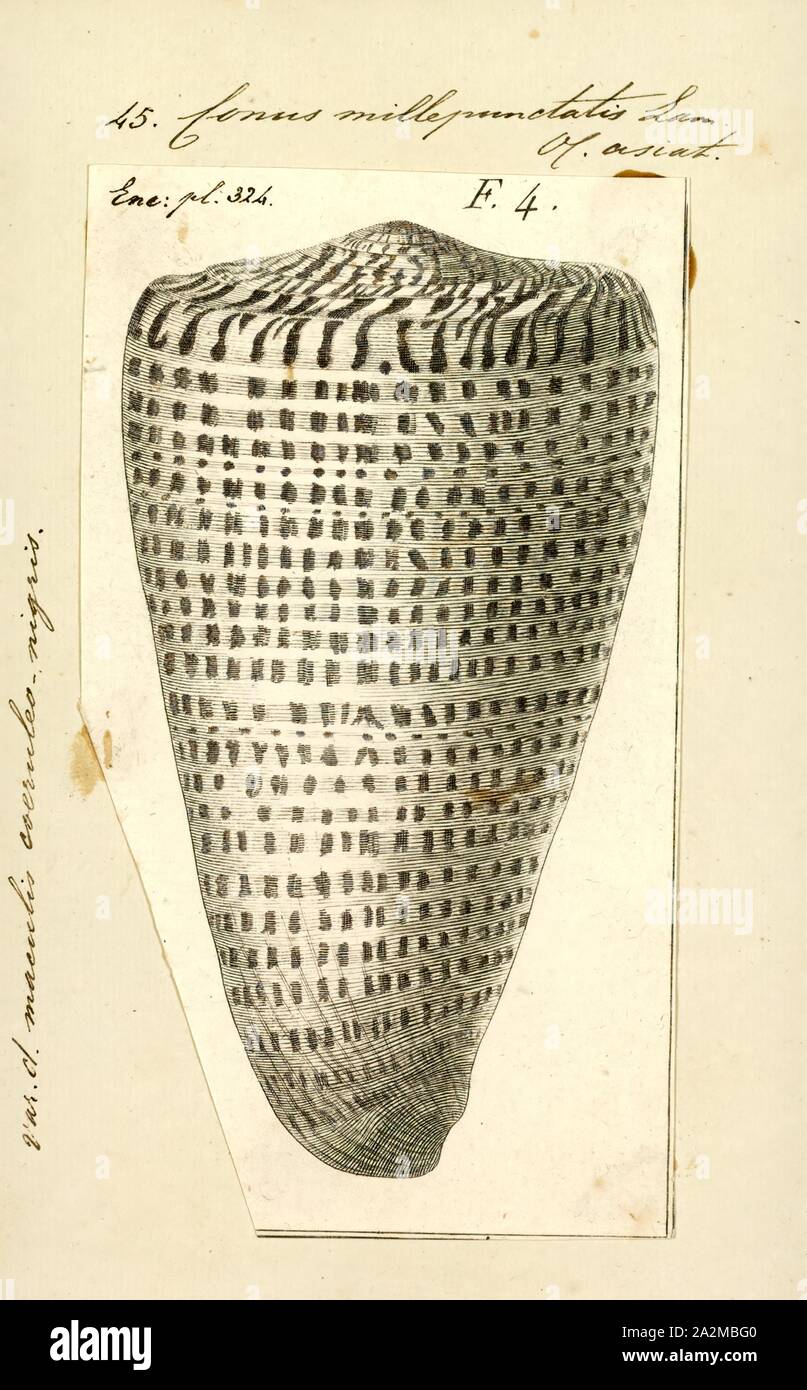 Conus millepunctatus, Print Stock Photo - Alamy