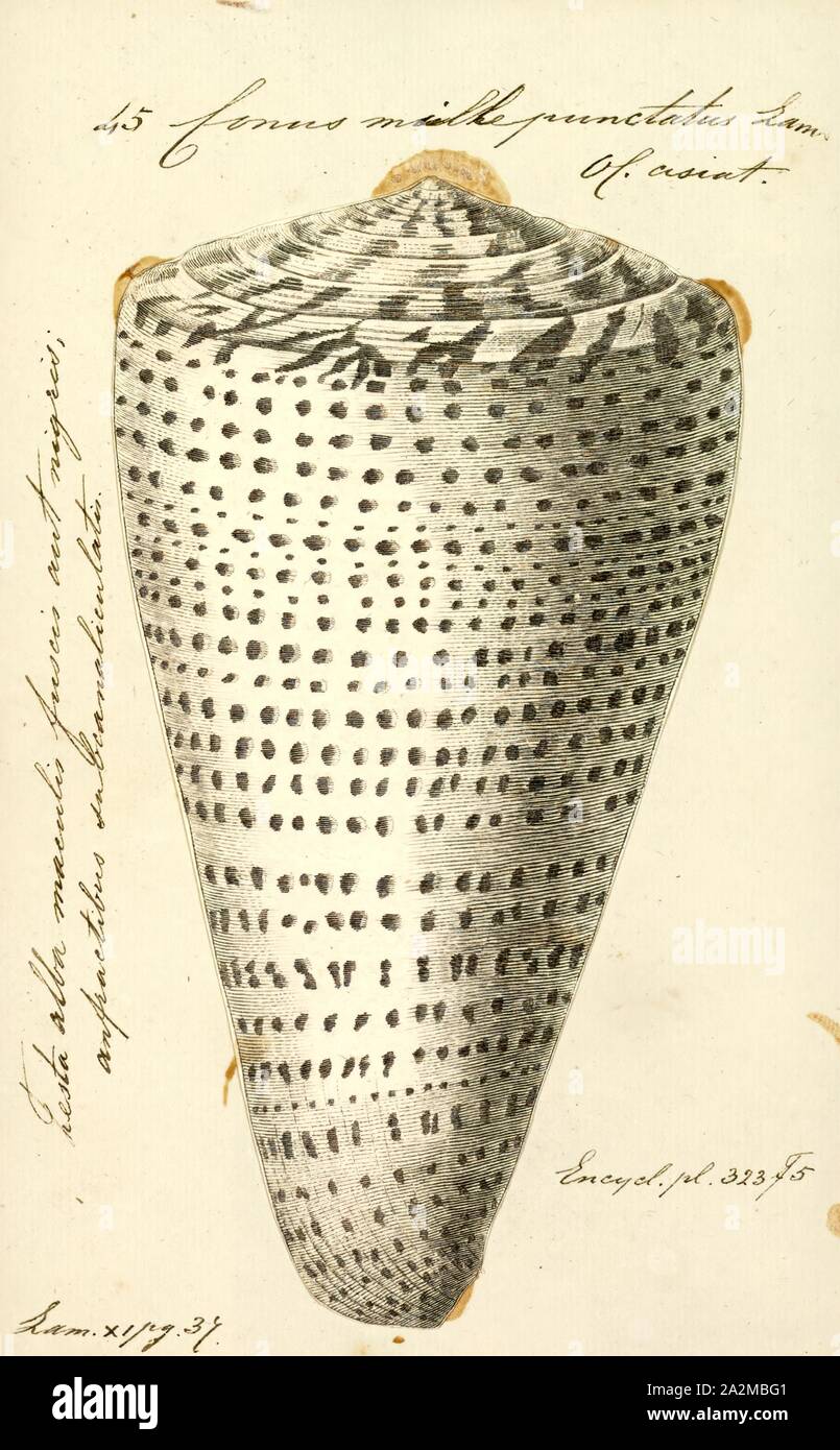 Conus millepunctatus, Print Stock Photo - Alamy