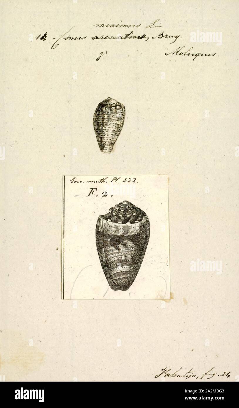 Conus minimus, Print, Conus minimus is a species of sea snail, a marine ...