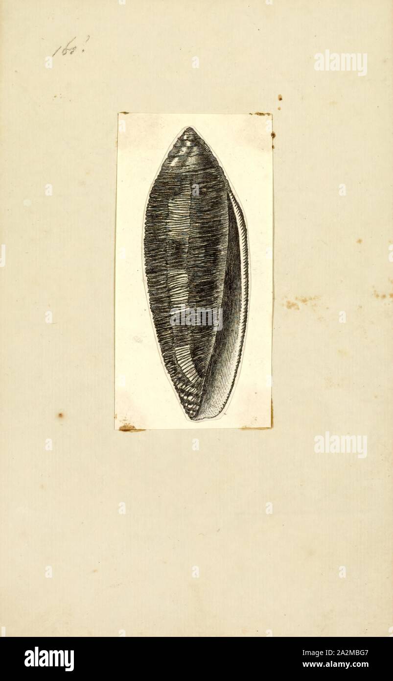 Conus mitratus, Print, Conus mitratus, common name the mitred cone, is ...