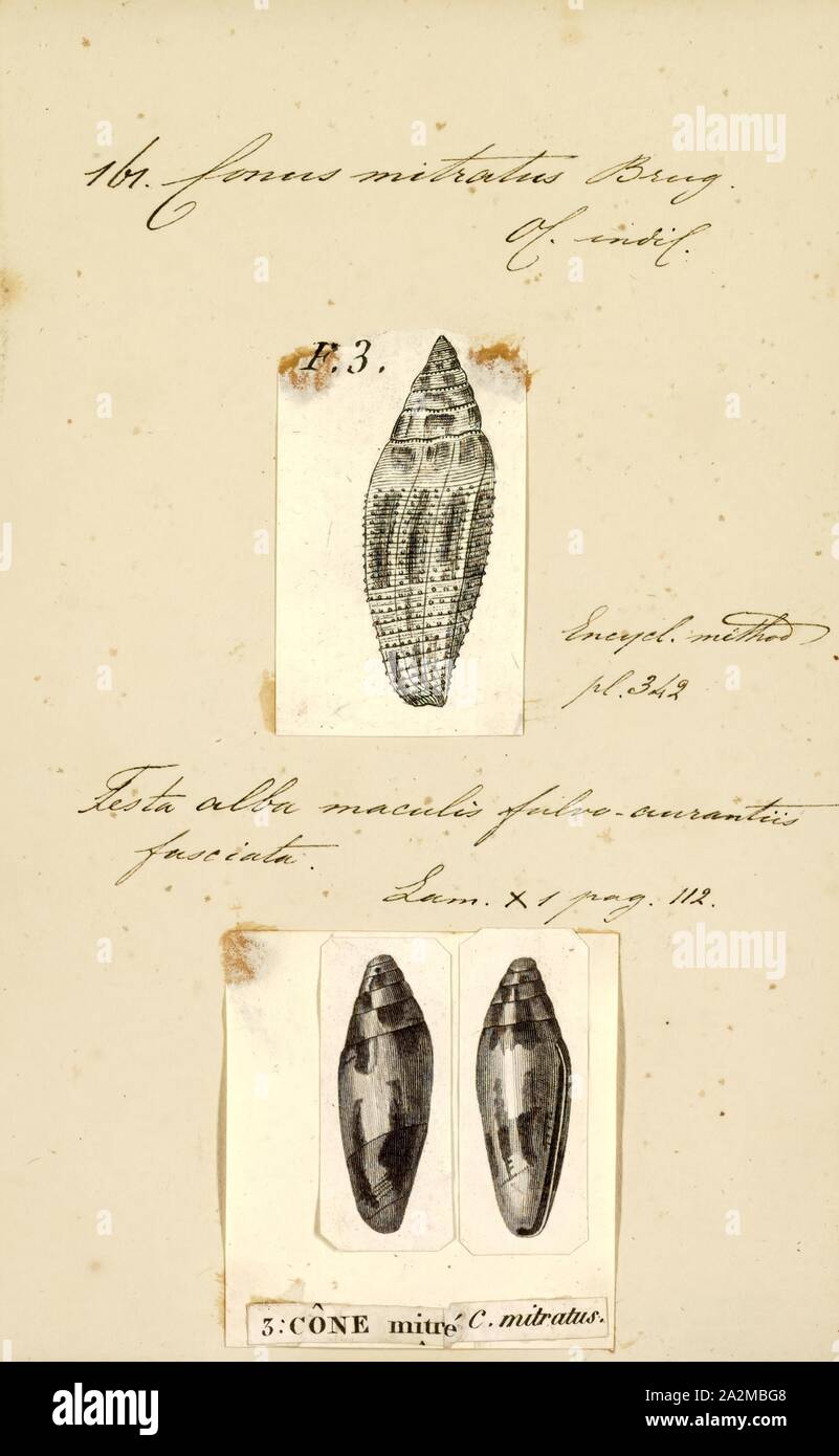 Conus mitratus hi-res stock photography and images - Alamy