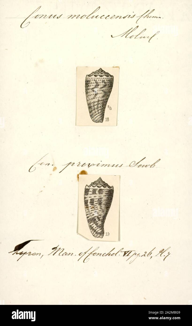 Conus moluccensis, Print, Conus moluccensis, common name the Molucca ...