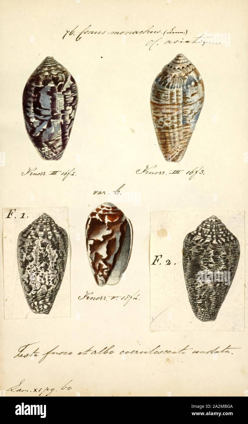 Conus monachus, Print, Conus monachus, common name the monastic cone ...