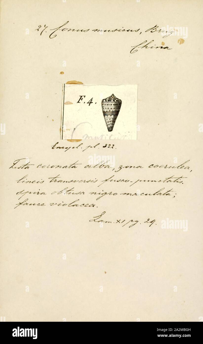 Conus musicus, Print, Conus musicus, common name the music cone, is a ...