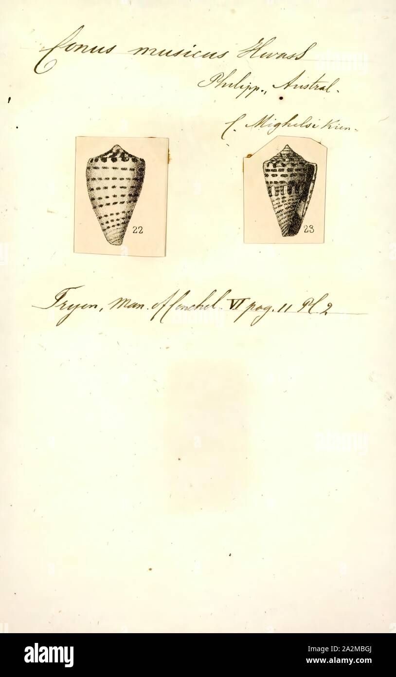 Conus musicus, Print, Conus musicus, common name the music cone, is a ...