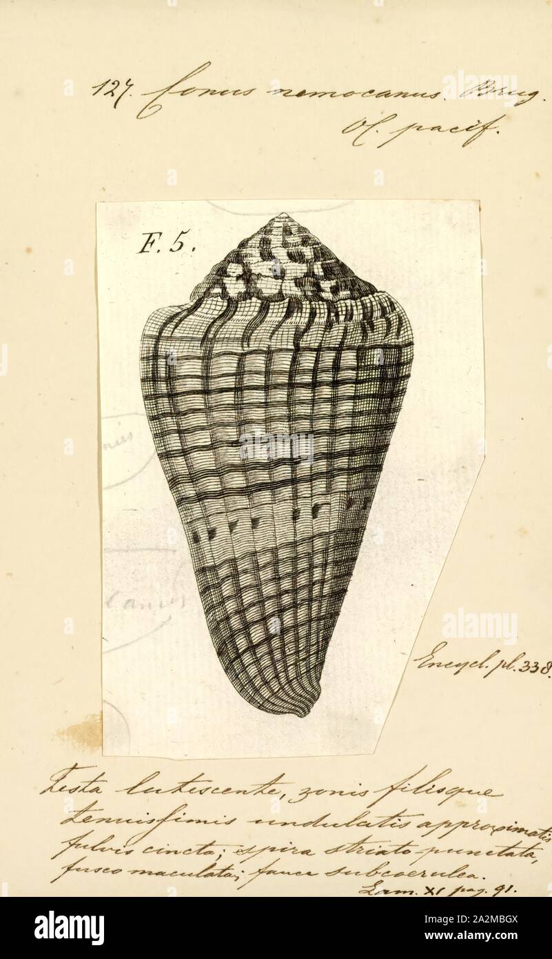 Namocanus cone hi-res stock photography and images - Alamy