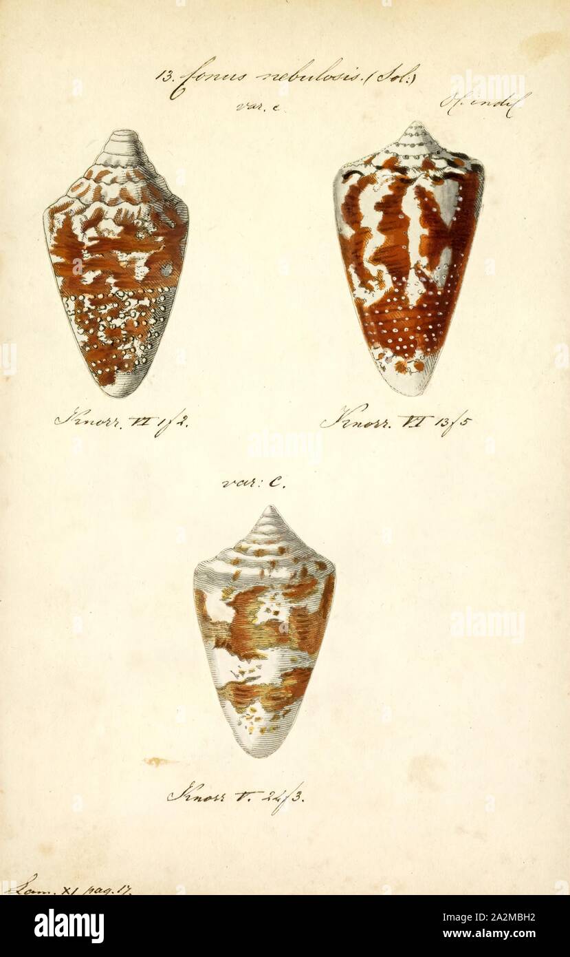 Conus nebulosus, Print Stock Photo - Alamy