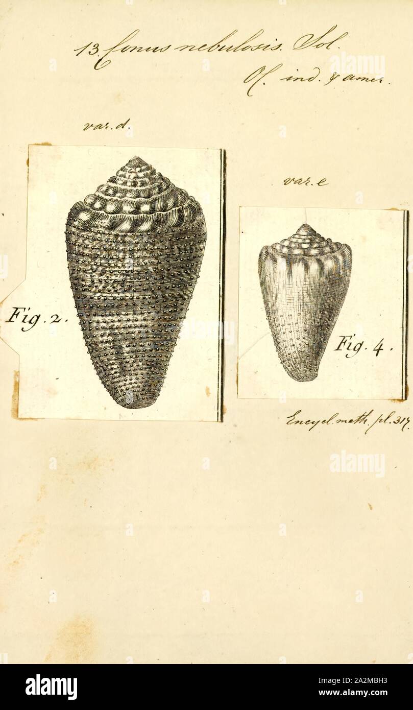 Conus nebulosus, Print Stock Photo - Alamy