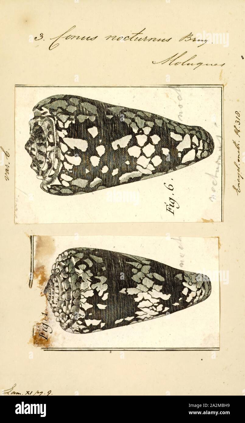 Conus nocturnus, Print, Conus nocturnus is a species of sea snail, a ...