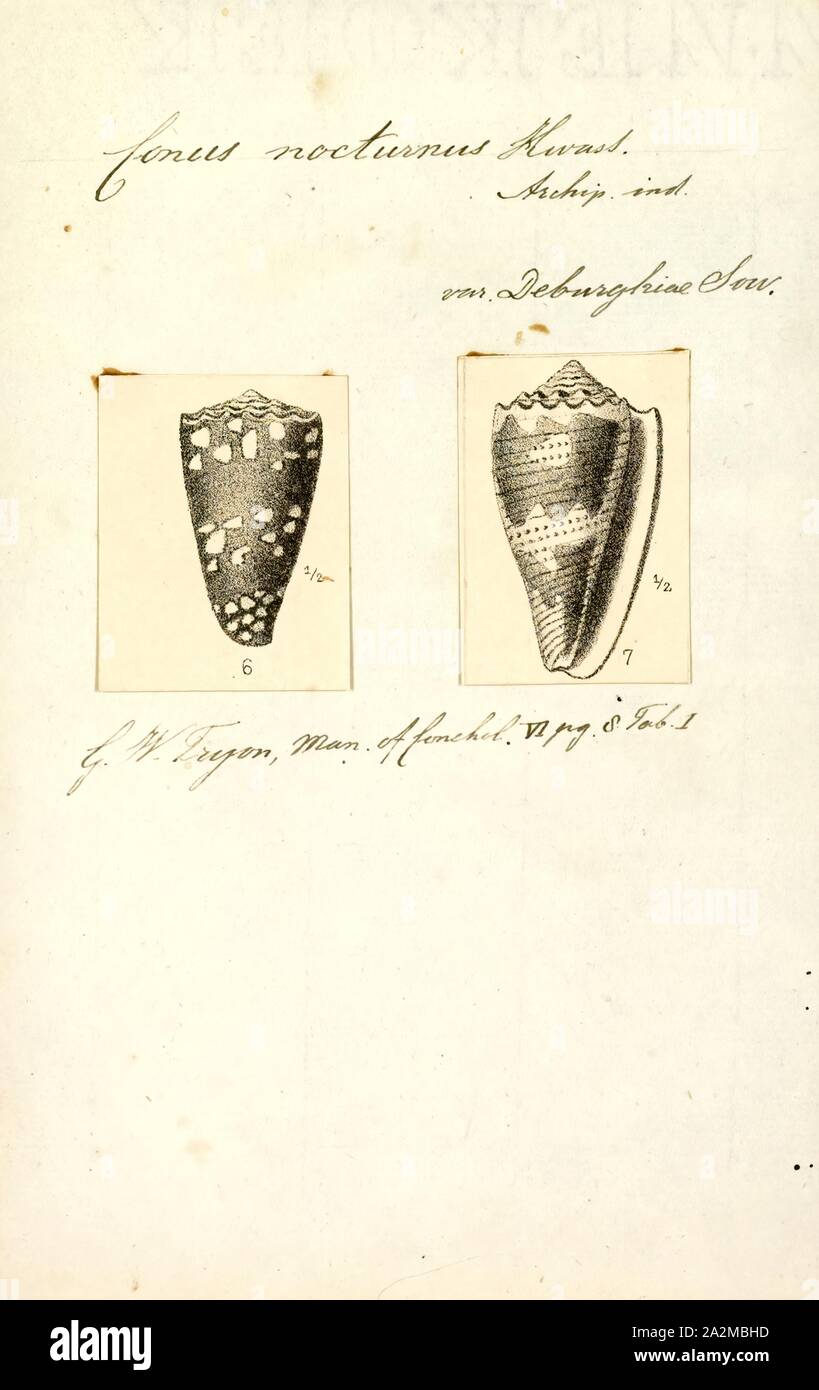 Conidae hi-res stock photography and images - Alamy