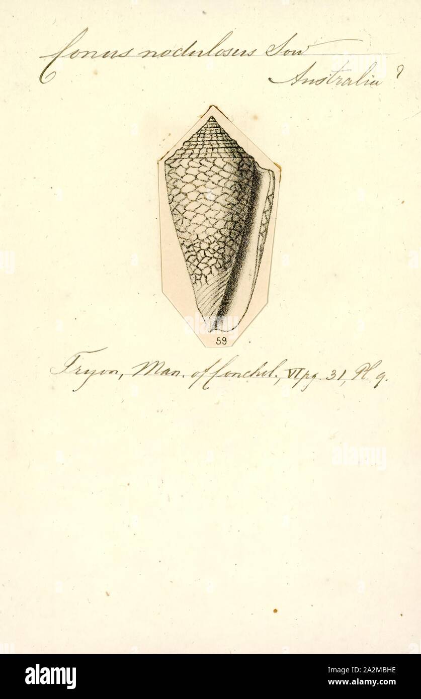 Conus nodulosus, Print, Conus nodulosus is a species of sea snail, a ...