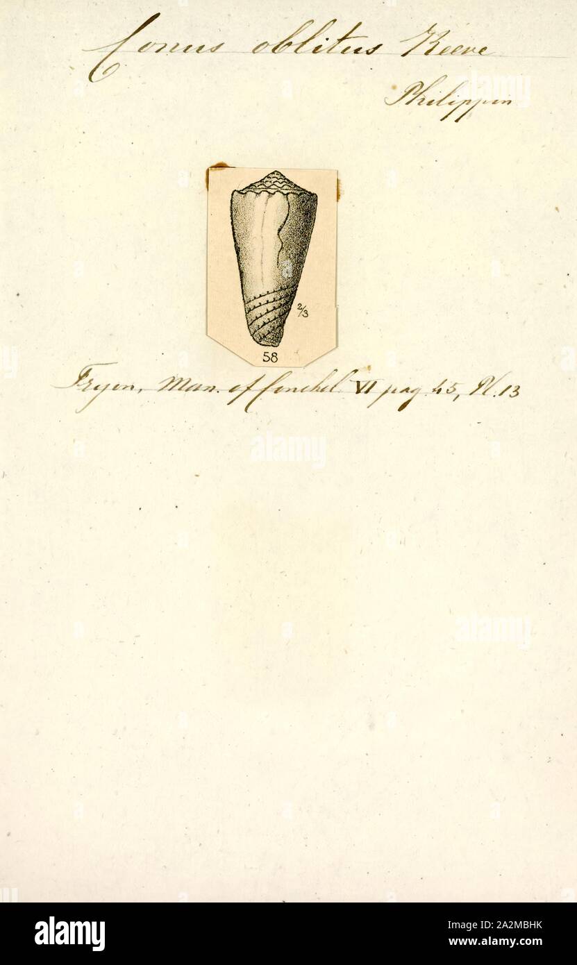 Conus oblitus, Print, Fossil Conus pelagicus from the Pliocene of ...