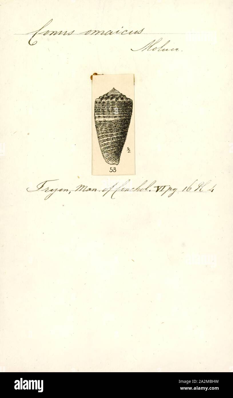 Conus omaicus, Print, Fossil Conus pelagicus from the Pliocene of ...