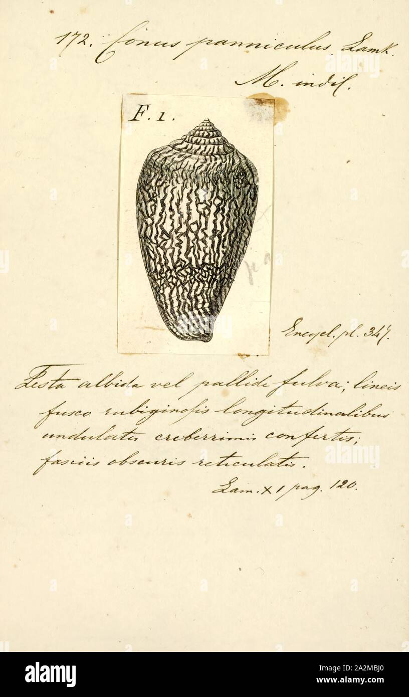 Panniculus hi-res stock photography and images - Alamy