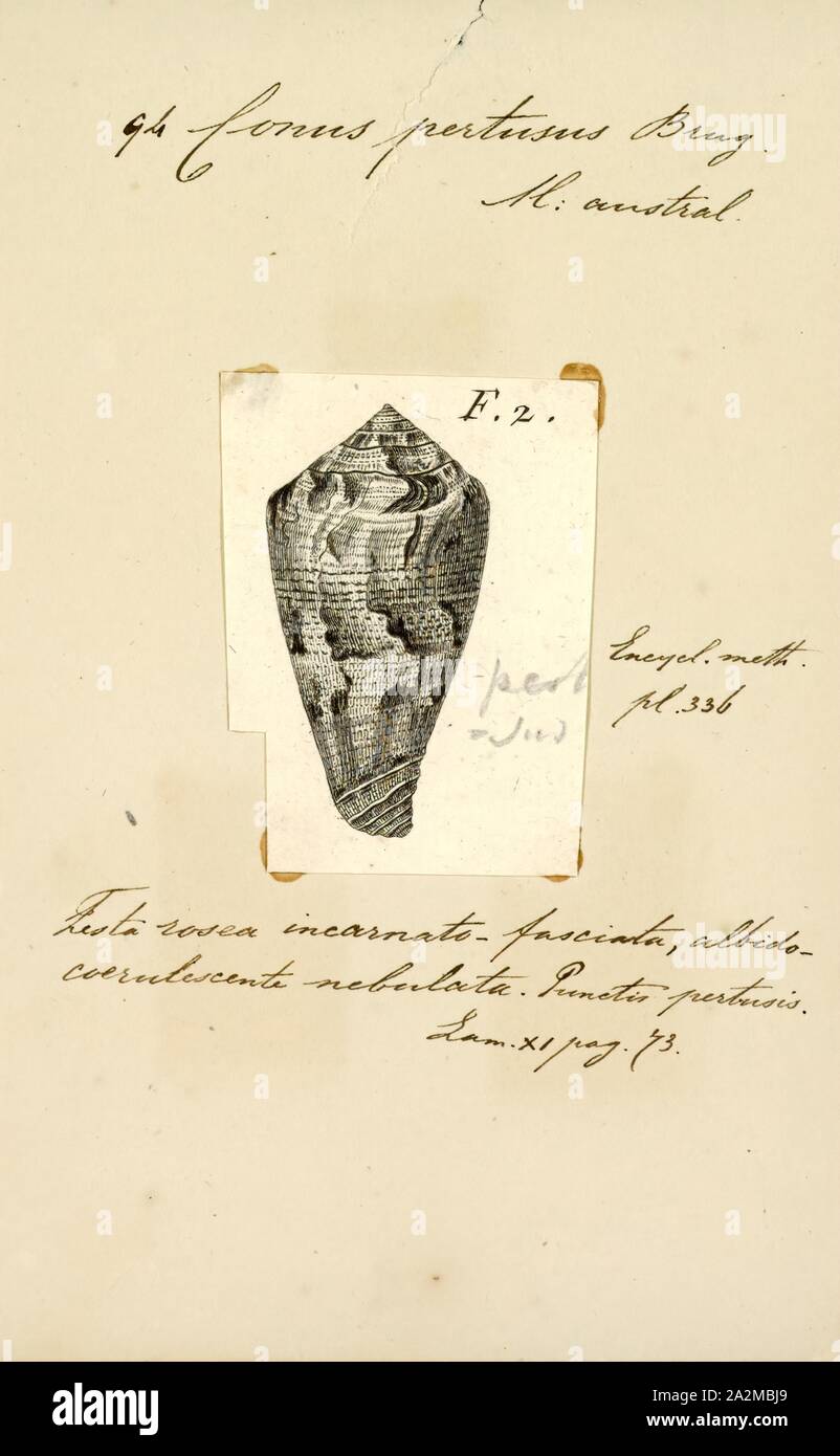 Pertusus hi-res stock photography and images - Alamy