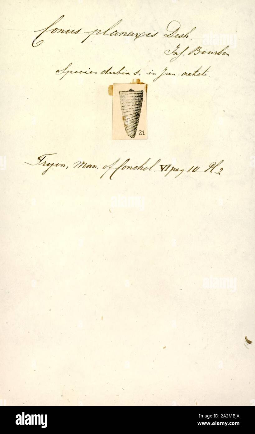 Conus planaxis, Print, Fossil Conus pelagicus from the Pliocene of ...