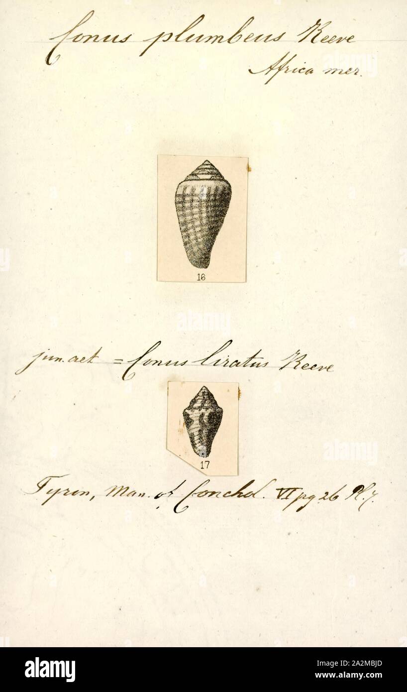 Conus plumbeus, Print, Fossil Conus pelagicus from the Pliocene of ...