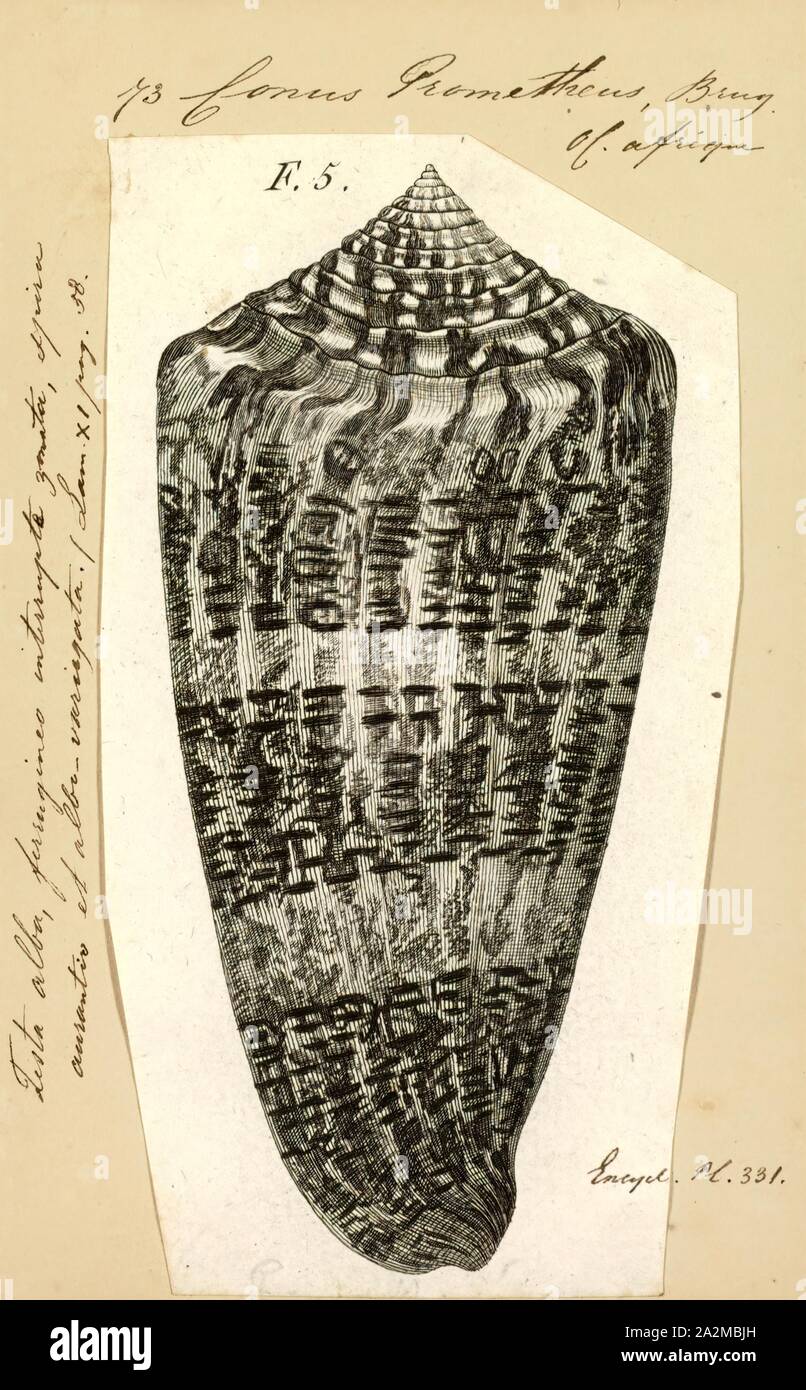 Conus prometheus hi-res stock photography and images - Alamy