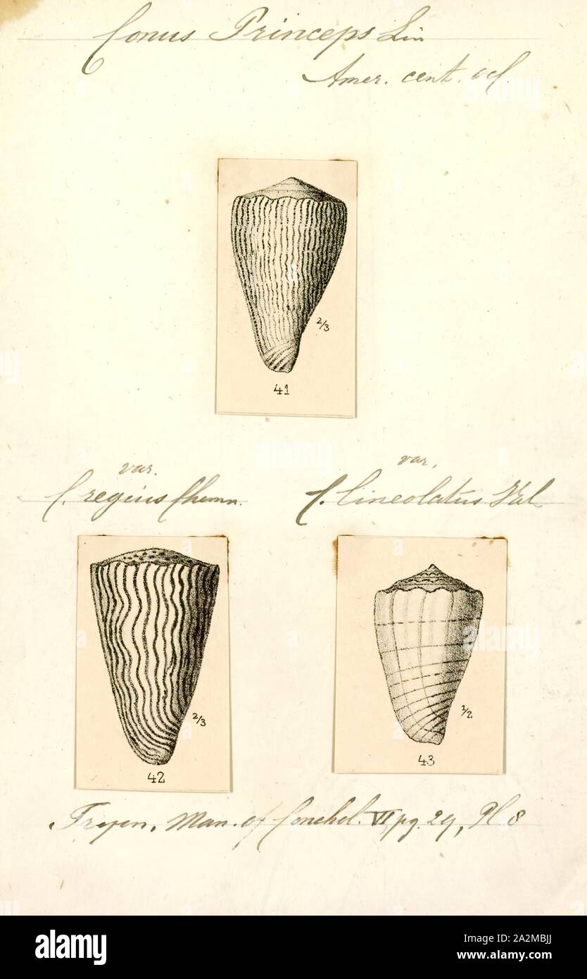 Conus princeps, Print, Conus princeps, common name the prince cone, is ...