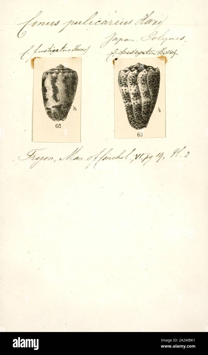 Flea bitten cone hi-res stock photography and images - Alamy