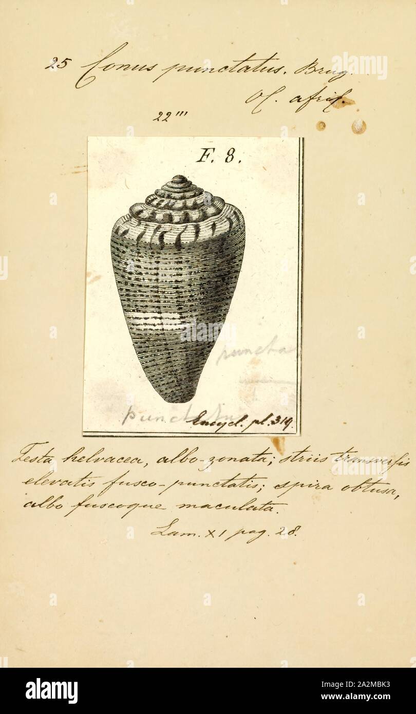 Conus punctatus, Print, Fossil Conus pelagicus from the Pliocene of ...