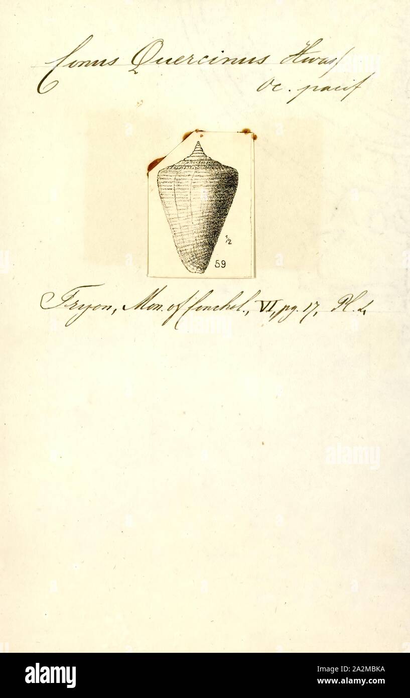 Oak family hi-res stock photography and images - Alamy