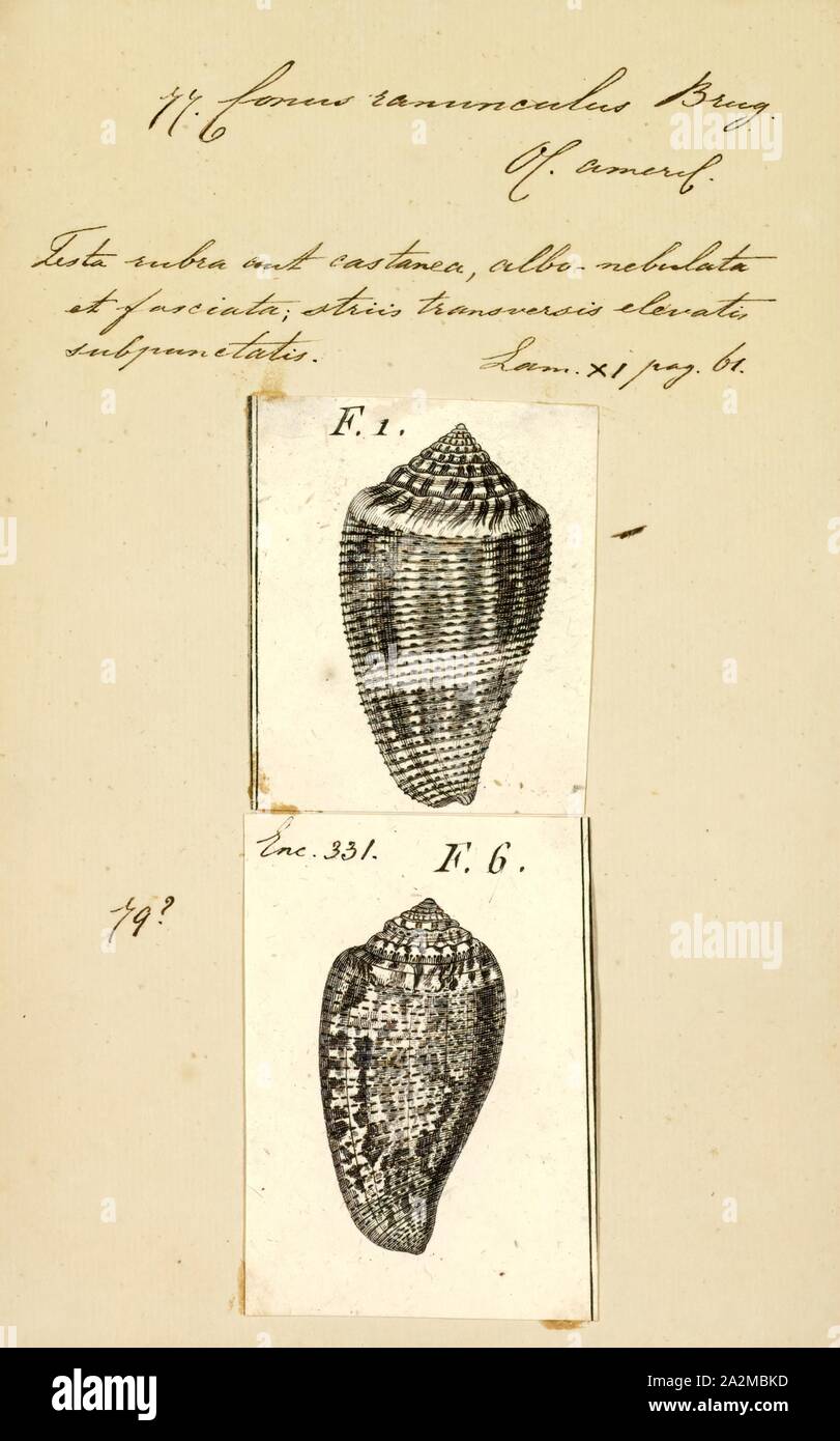 Conus ranunculus hi-res stock photography and images - Alamy