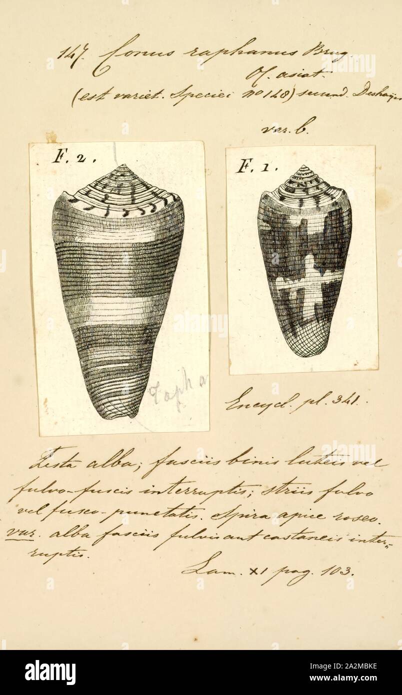 Conus raphanus hi-res stock photography and images - Alamy