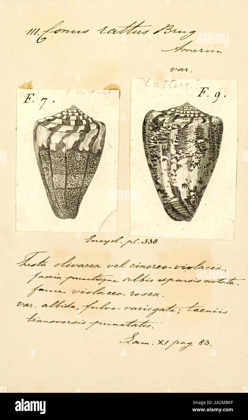 Conus rattus, Print, Conus rattus, common name the rat cone, is a ...