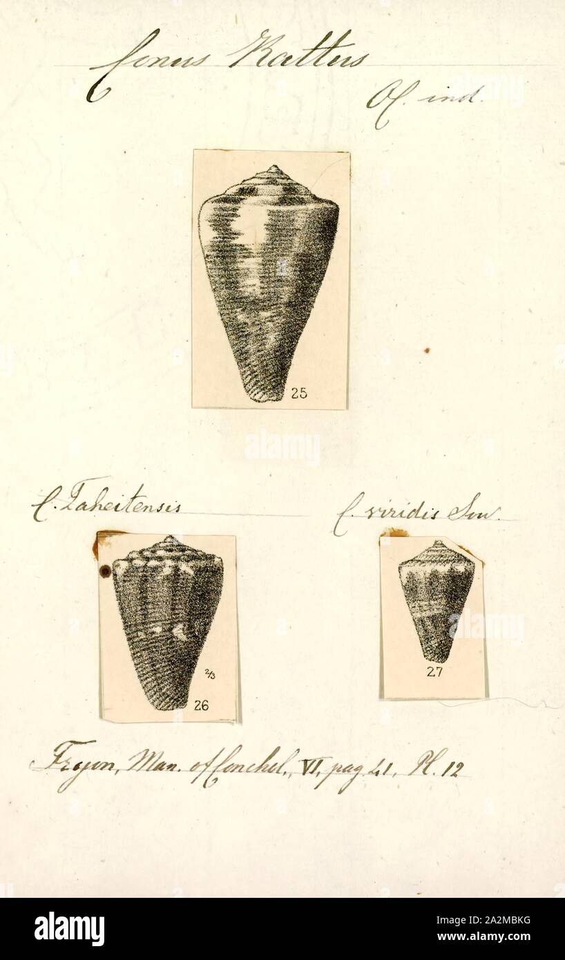 Conus rattus, Print, Conus rattus, common name the rat cone, is a ...